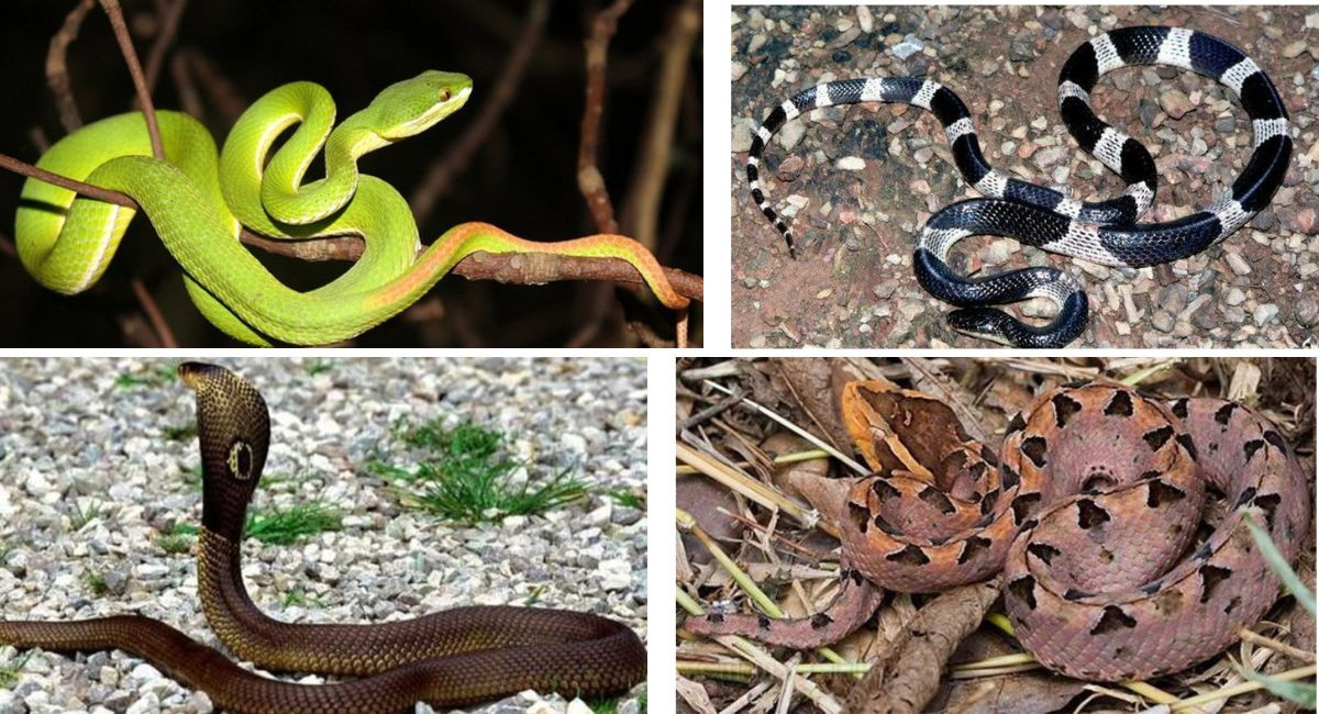 Điểm danh các loài rắn độc nhất Việt Nam bạn cần biết