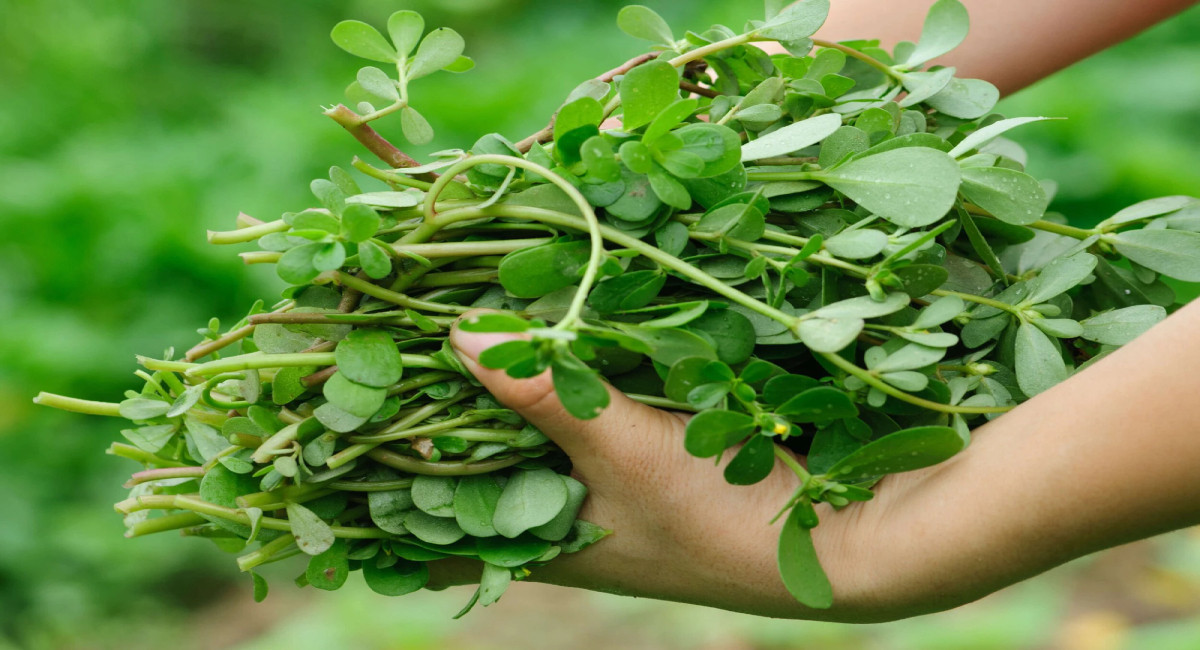 Rau sam có tác dụng gì? 10+ công dụng cho sức khỏe